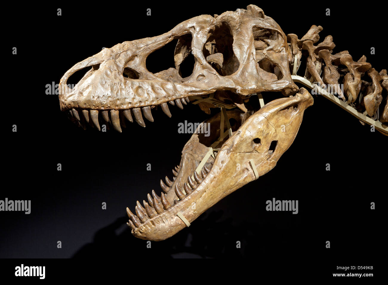 Tarbosaurus bataar, Exposition of Dinosaurs from Gobi desert in ...