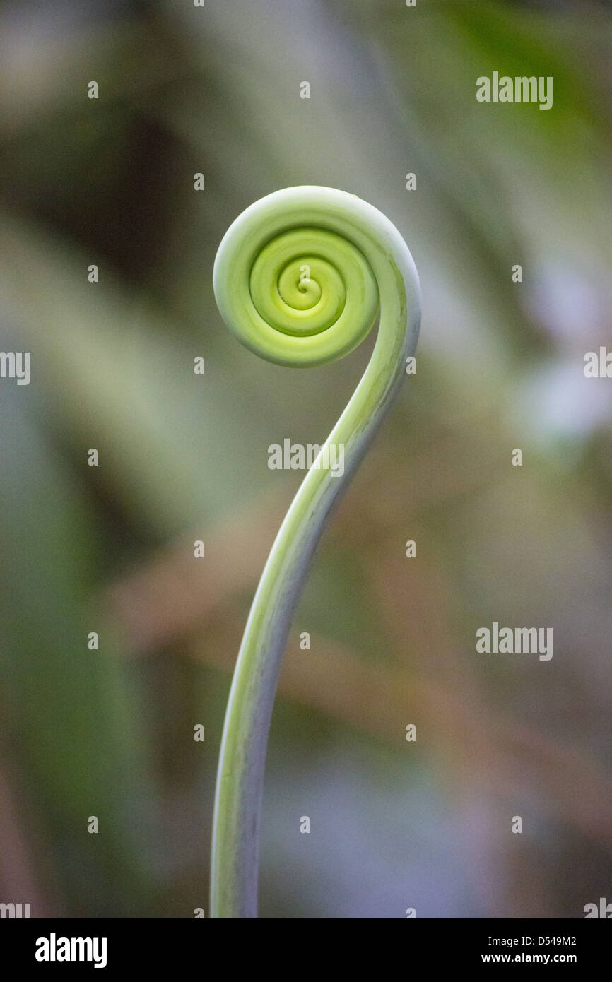 Coiled new frond growth (fiddlehead) on a terrestrial rainforest fern ...