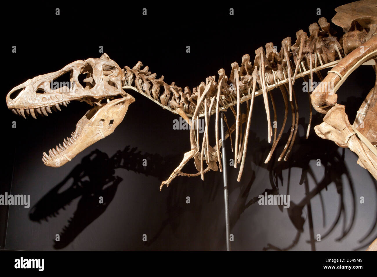 Tarbosaurus hi-res stock photography and images - Alamy