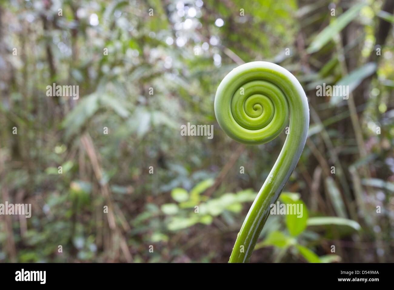 Coiled new frond growth (fiddlehead) on a terrestrial rainforest fern ...