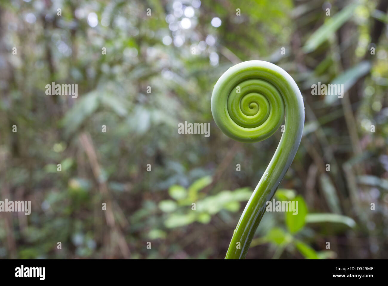 Coiled new frond growth (fiddlehead) on a terrestrial rainforest fern ...