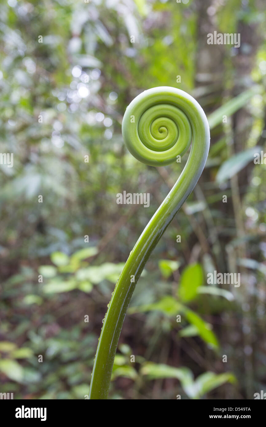 Coiled new frond growth (fiddlehead) on a terrestrial rainforest fern ...