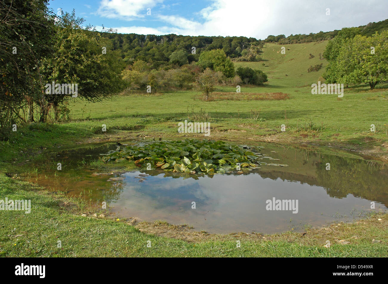 Dewpond at Kingley Vale nature Reserve. West Sussex Downs, England, UK ...