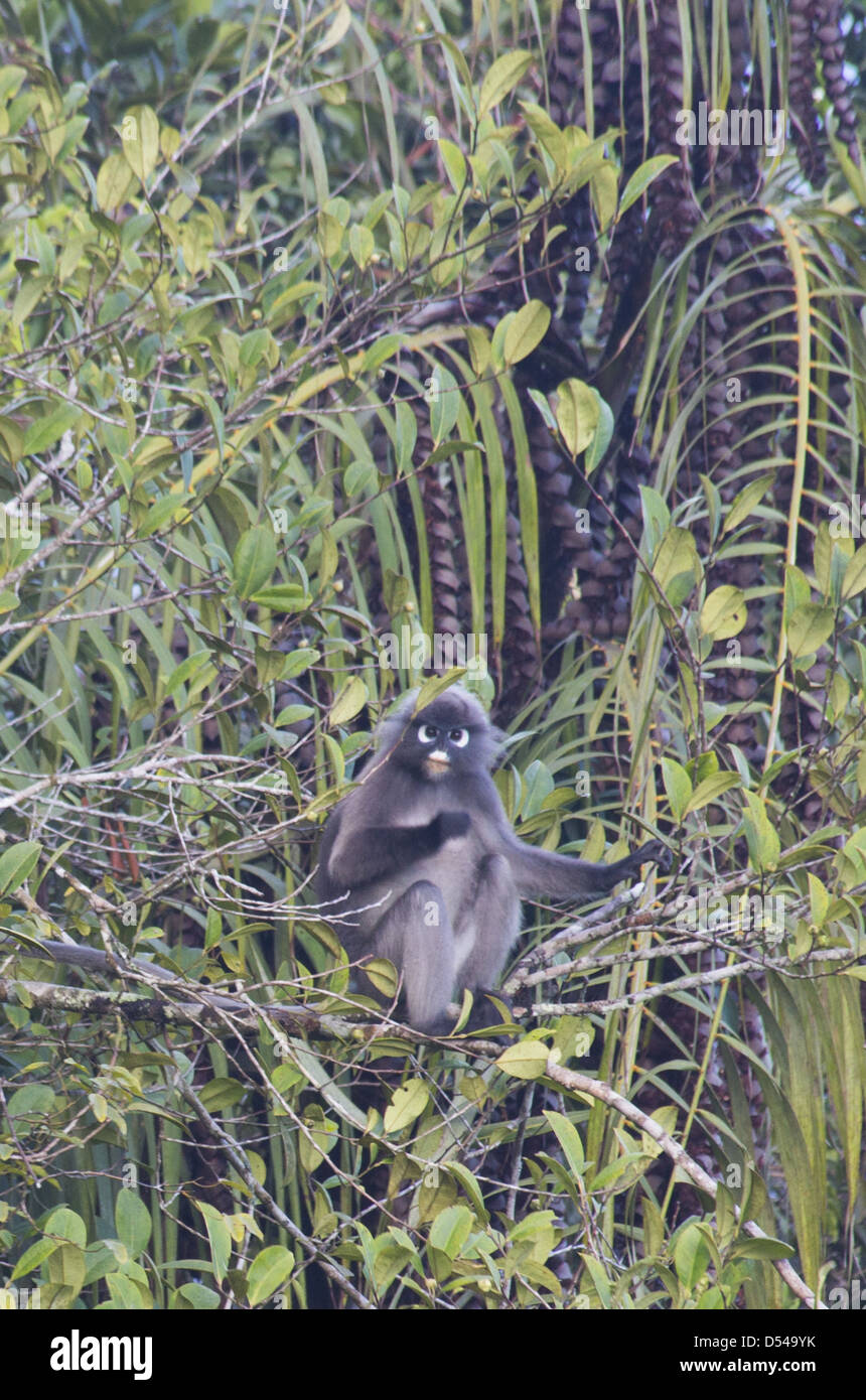 Dusky Langur (Trachypithecus obscurus) feeding in a rainforest tree ...