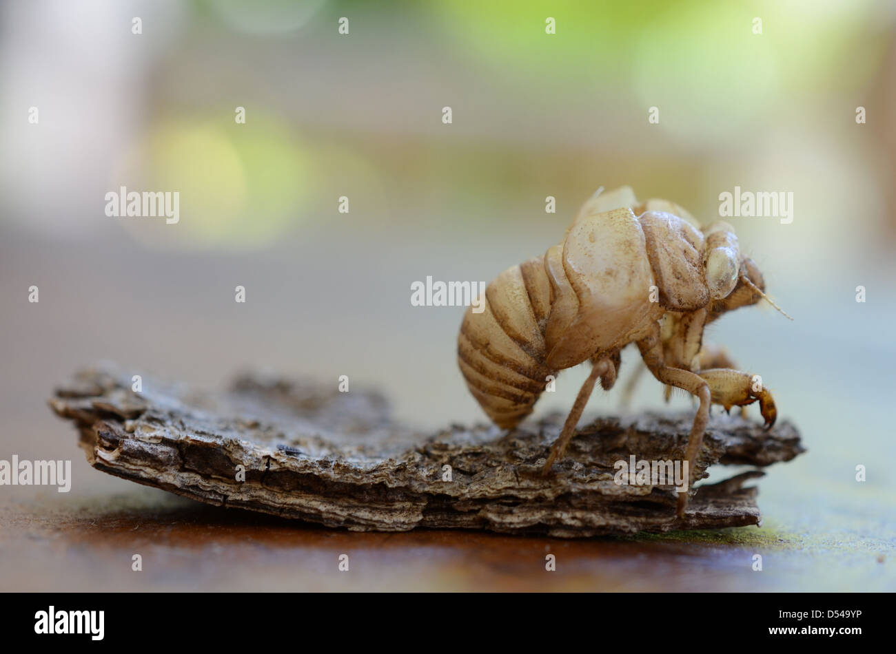 Nymphal shell hi-res stock photography and images - Alamy