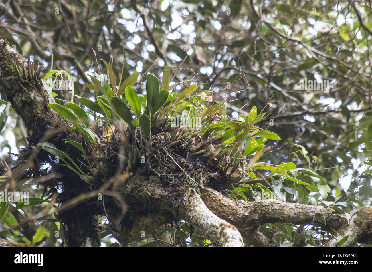 Dendrobium orchids hi-res stock photography and images - Alamy