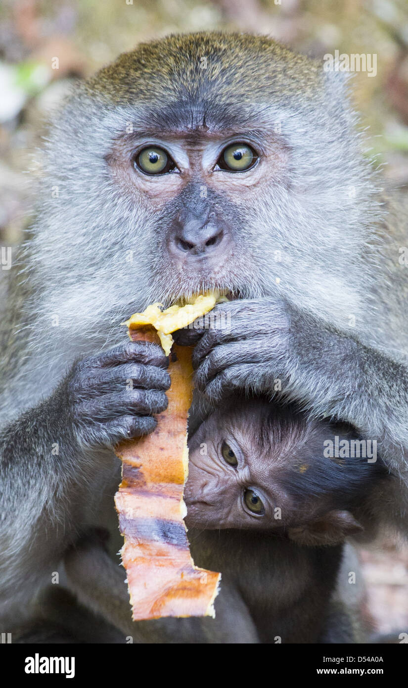 Adult female Long-tailed Macaque, Macaca fascicularis, with infant ...