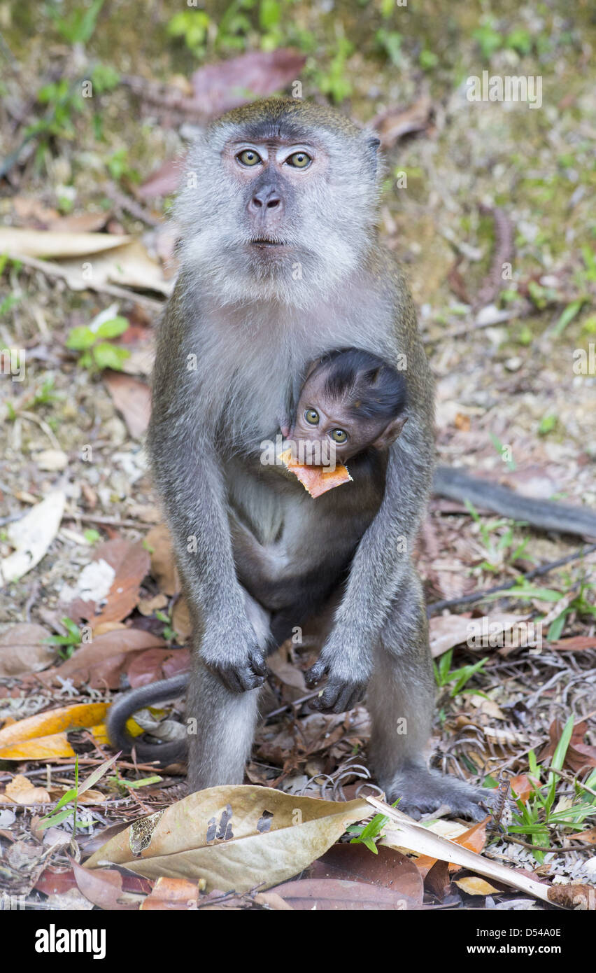 Adult female Long-tailed Macaque, Macaca fascicularis, with infant ...