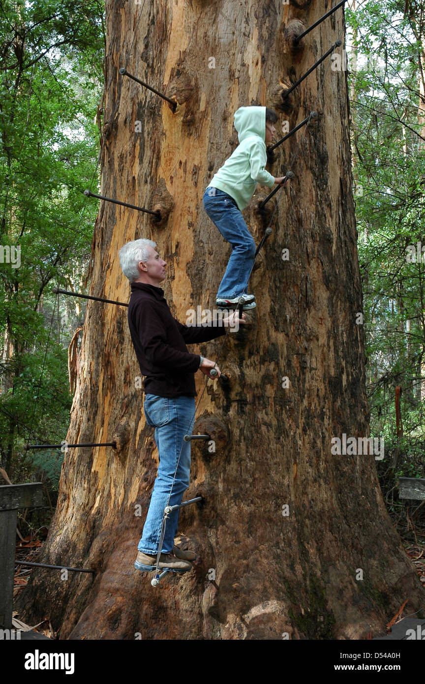 Father and daughter climbing the Gloucester Tree Stock Photo - Alamy