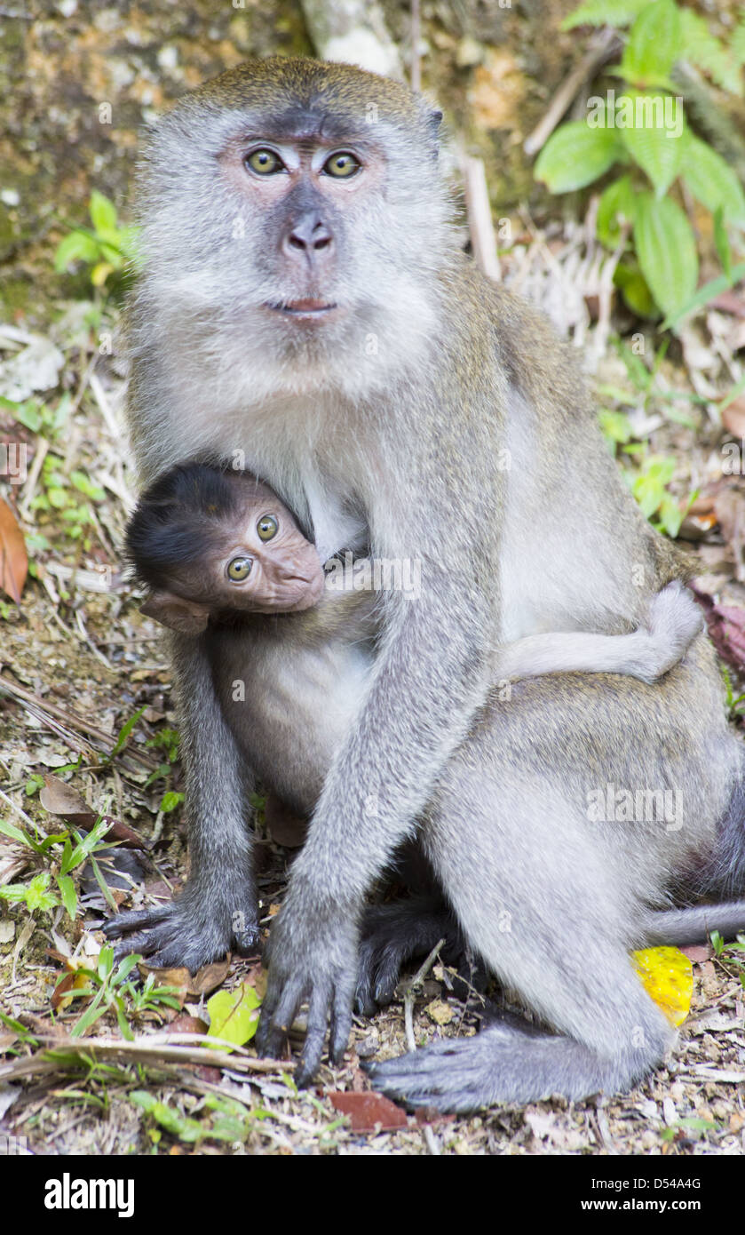 Female long tailed macaque monkey hi-res stock photography and images ...