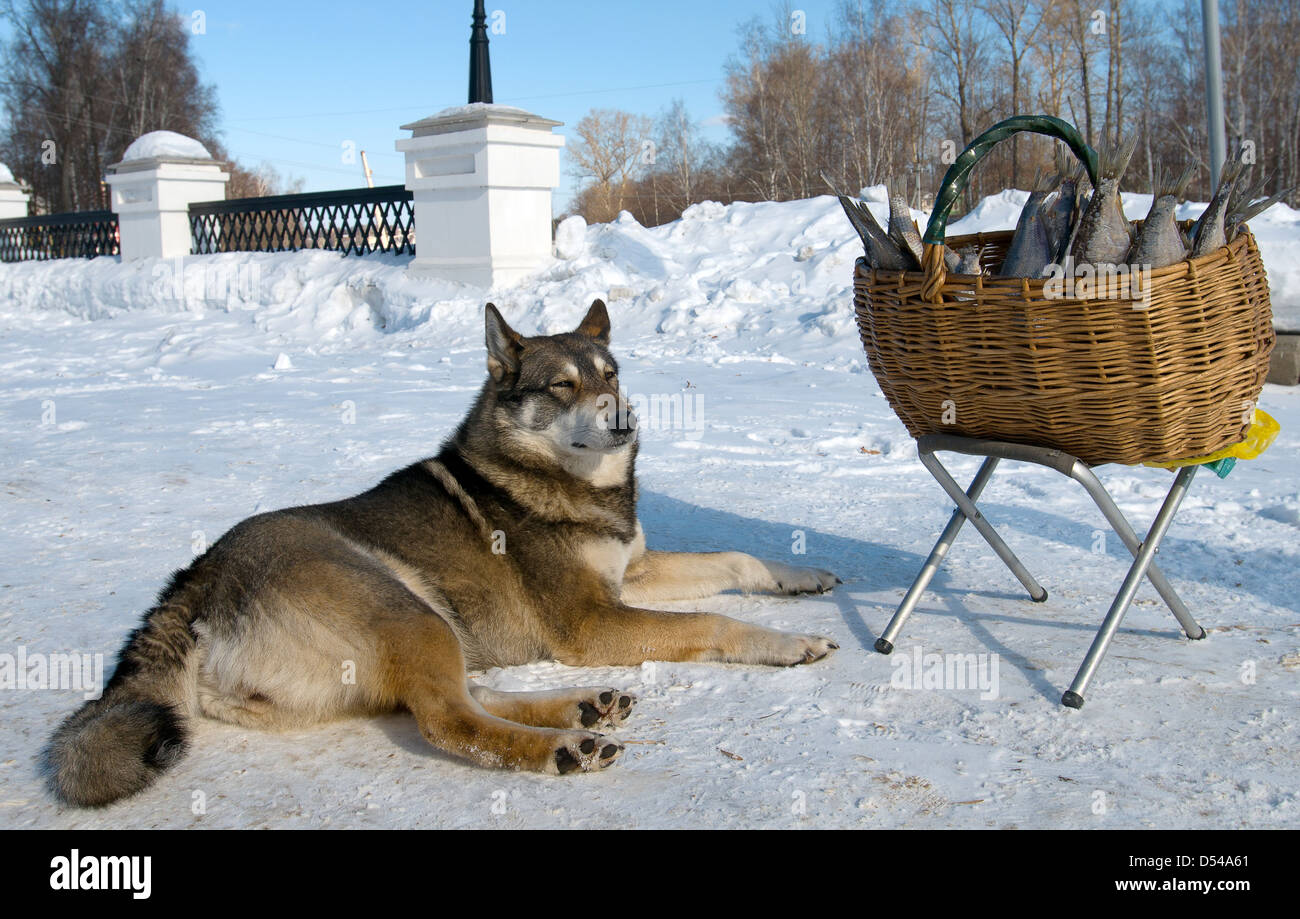 Dog guarding the basket with salt fish Stock Photo - Alamy