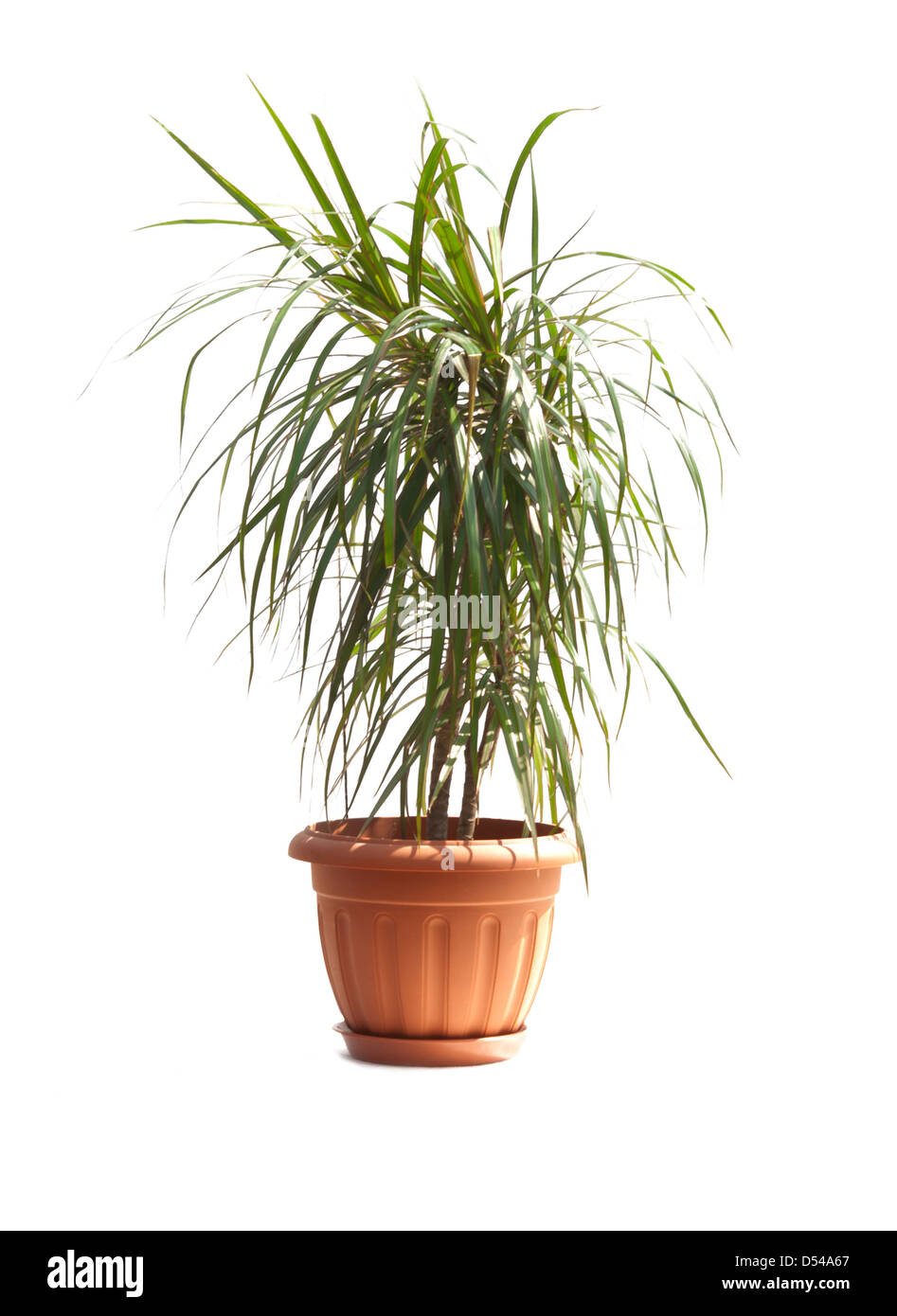 Indoor dracaena house plant hi-res stock photography and images - Alamy