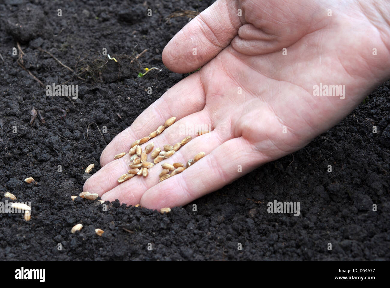 seed of wheat close up Stock Photo - Alamy