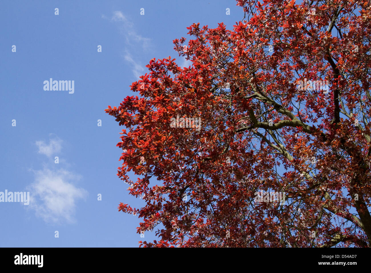 Russet colour trees hi-res stock photography and images - Alamy