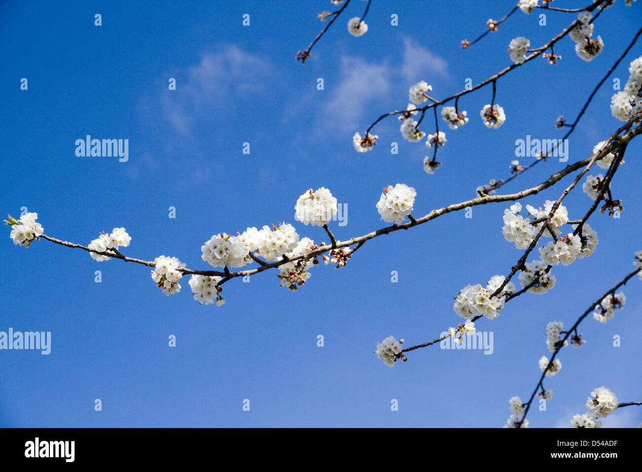 Haw branch hi-res stock photography and images - Alamy