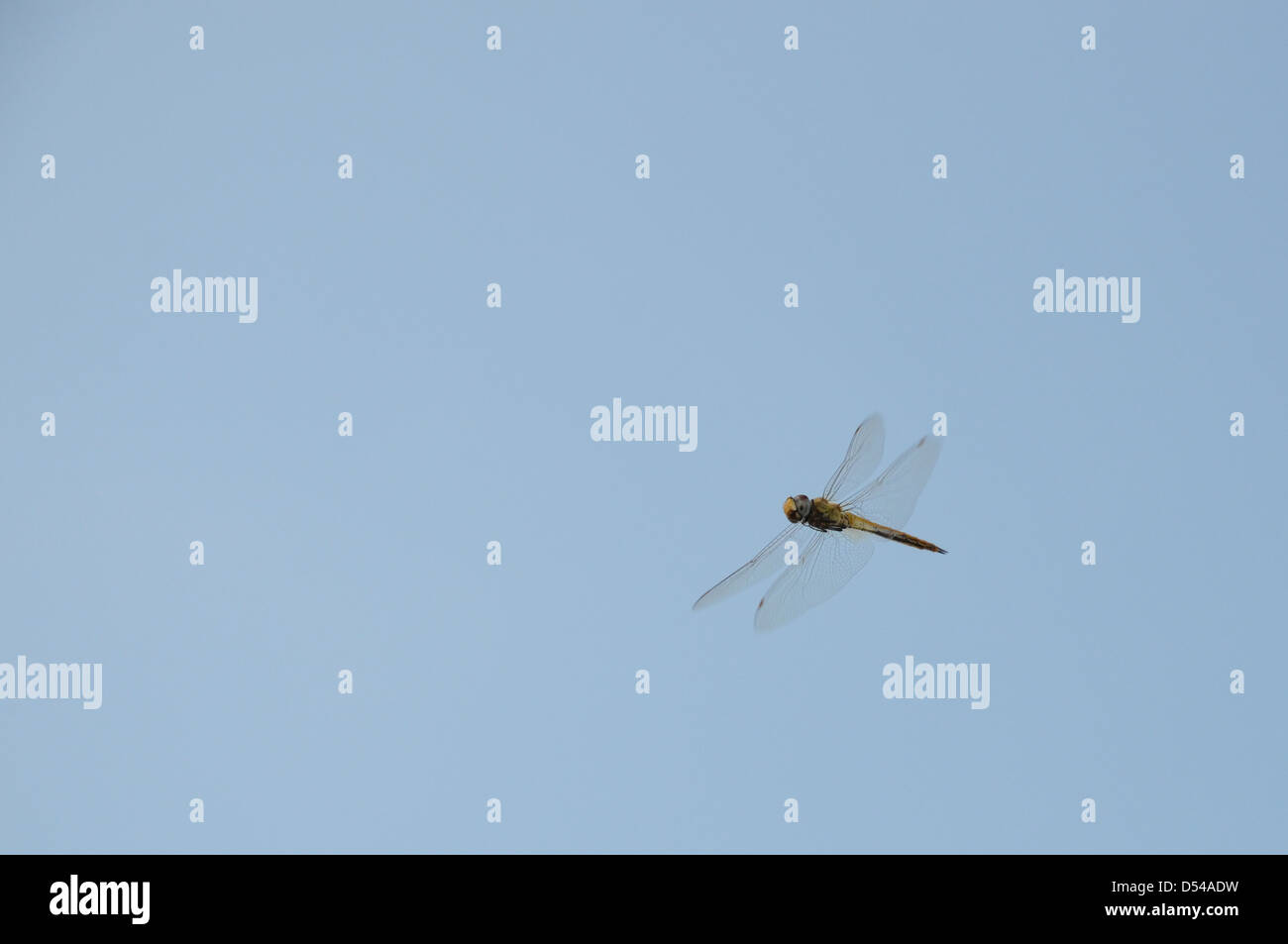 Dragonfly flying hi-res stock photography and images - Alamy