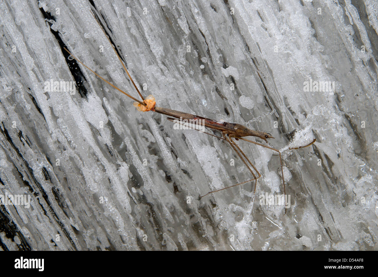 Dead animals crane hi-res stock photography and images - Alamy