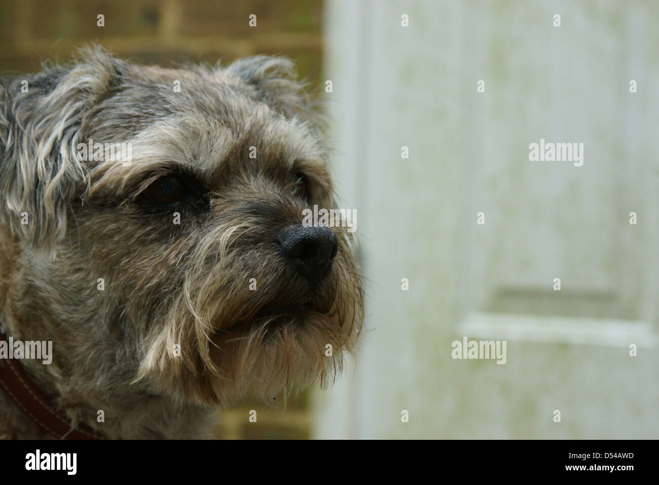 Dog face looking shaved hair cut border terrier Stock Photo - Alamy