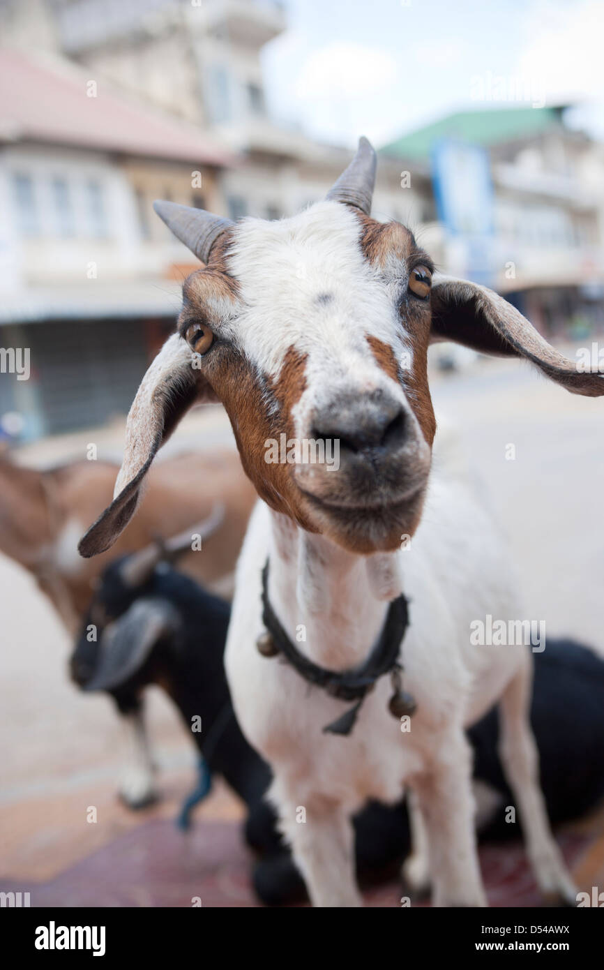Wild Goat Battambang Stock Photo - Alamy