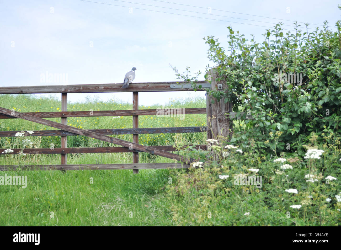 Pigeon gate fence hi-res stock photography and images - Alamy