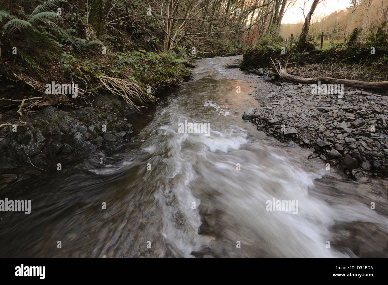 Trees tree wyre hi-res stock photography and images - Alamy