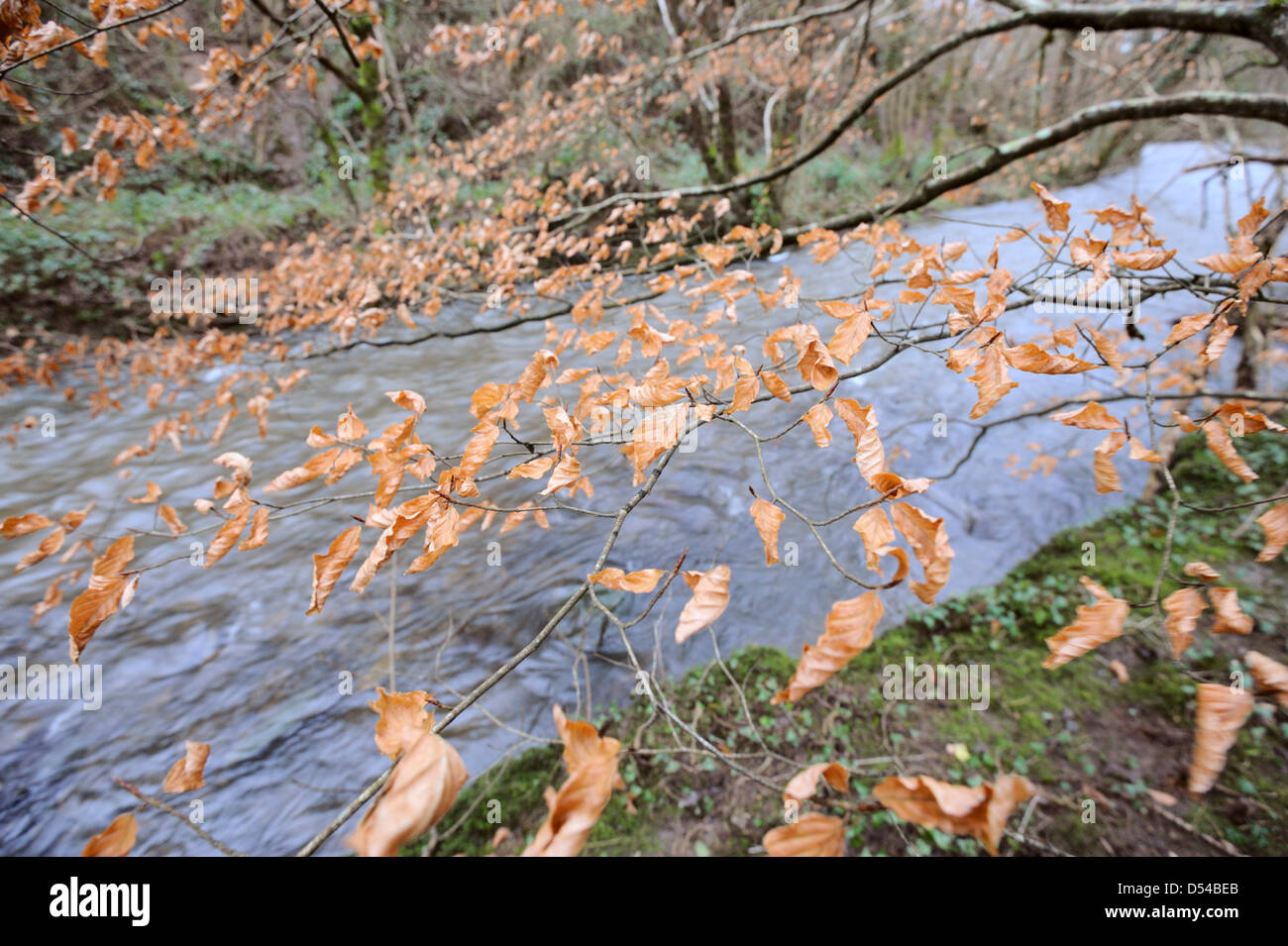 Beech tree leaves in Winter against running water, Wales Stock Photo ...