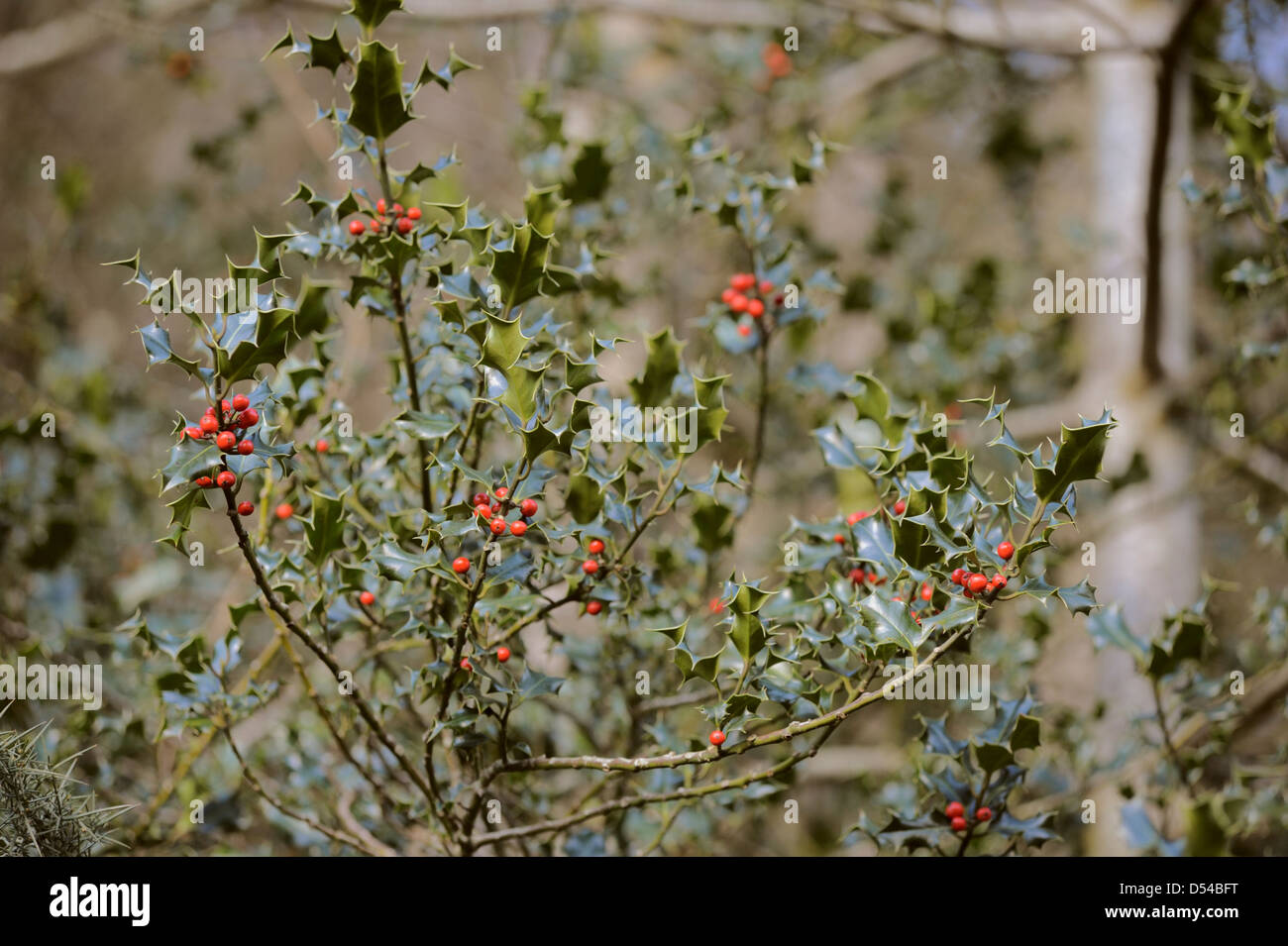 Holly quercus ilex berries hi-res stock photography and images - Alamy