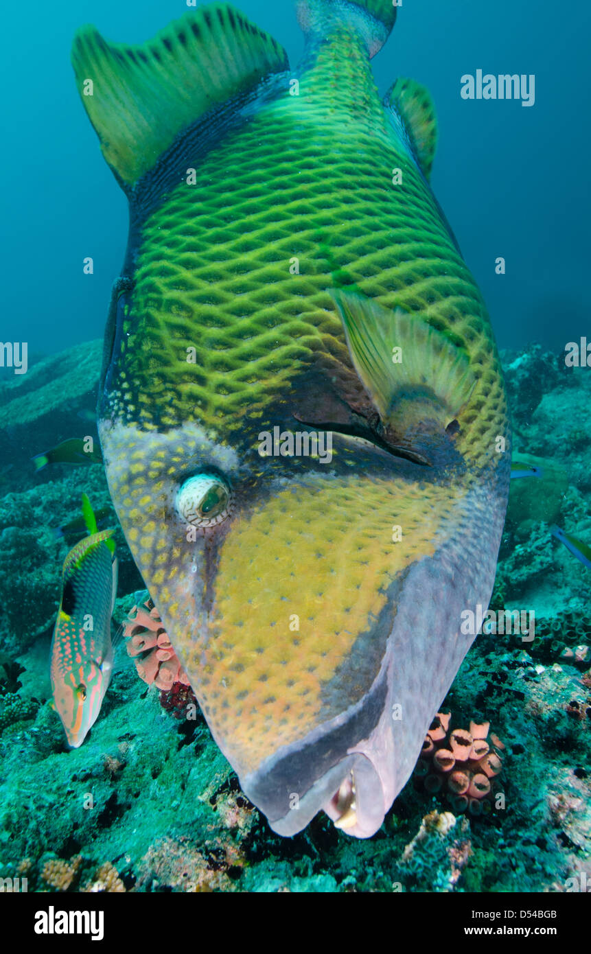 Maldives fish hi-res stock photography and images - Alamy