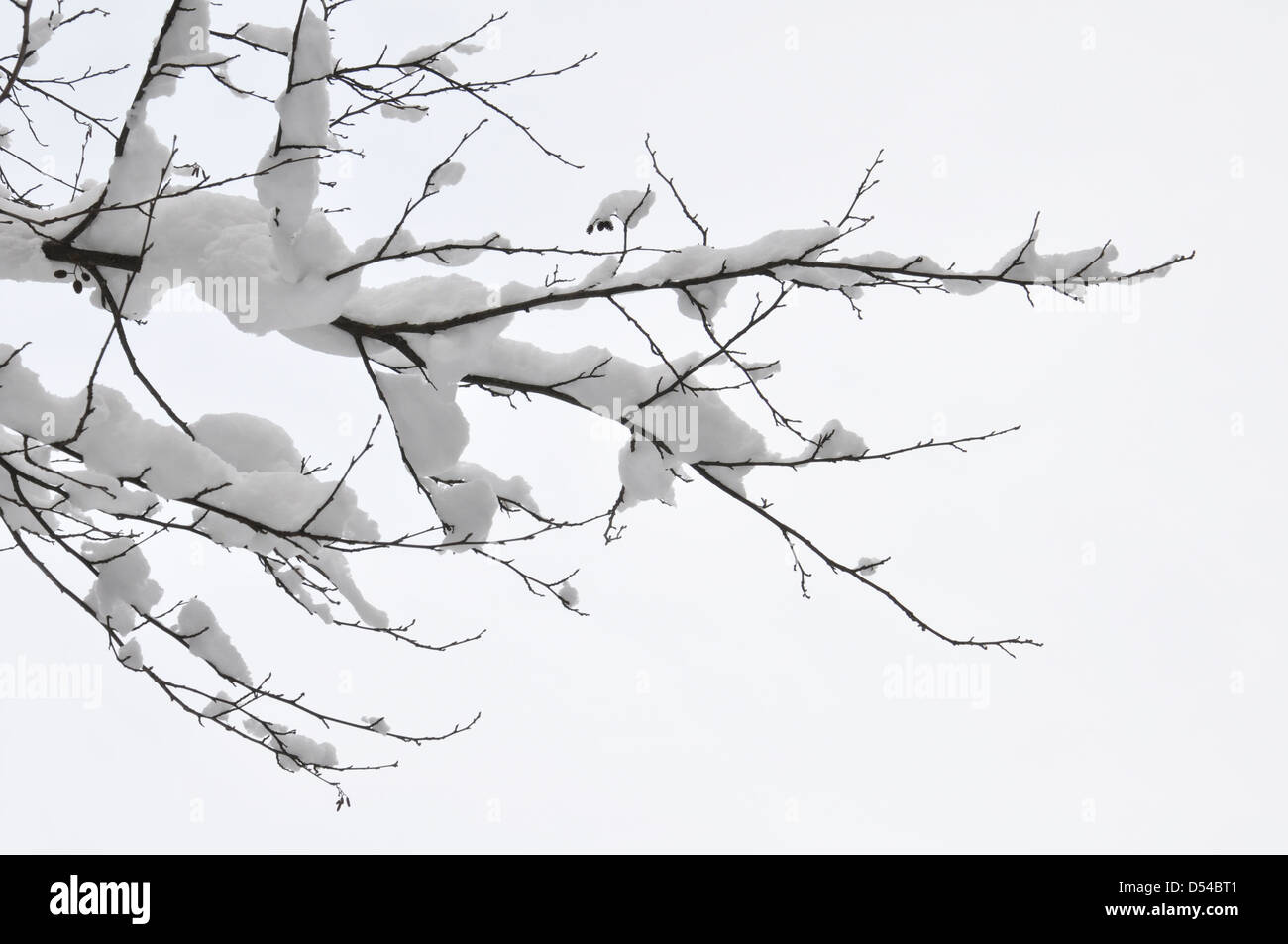 a tree branch covered with thick snow Stock Photo - Alamy