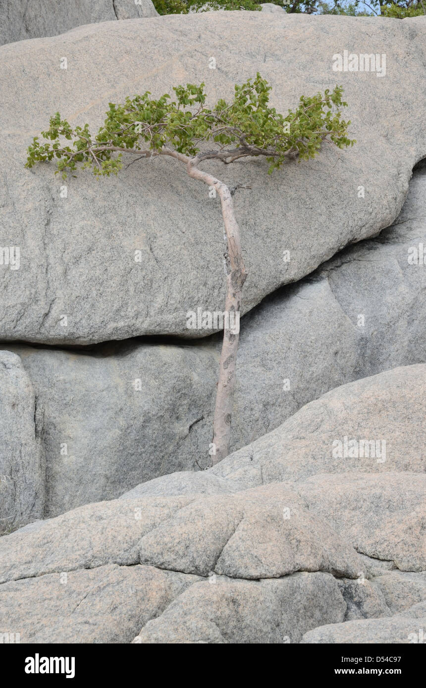 Growing among rocks hi-res stock photography and images - Alamy