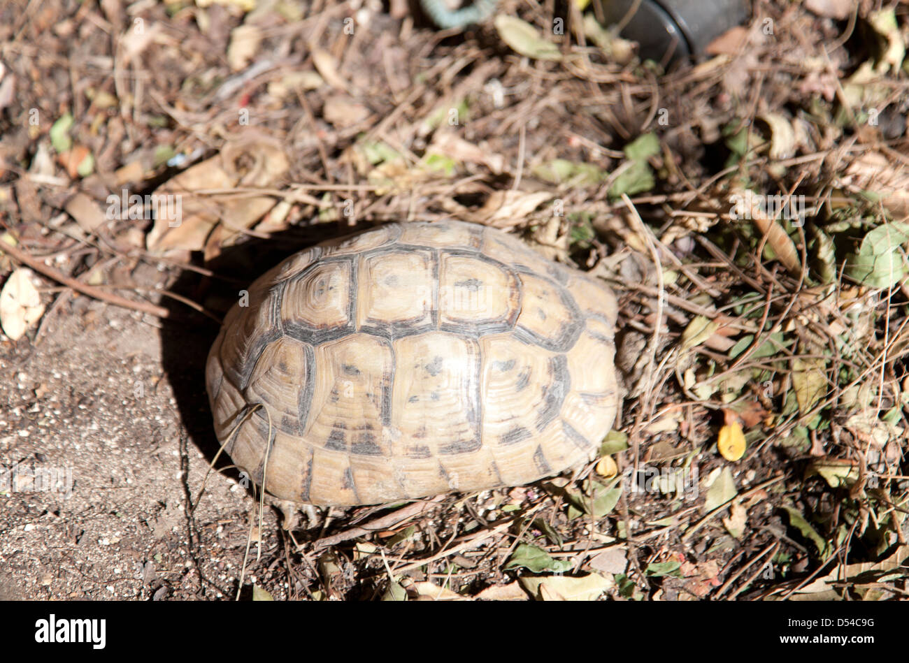 Tortoise, Ashdod, Israel, Middle East Stock Photo - Alamy