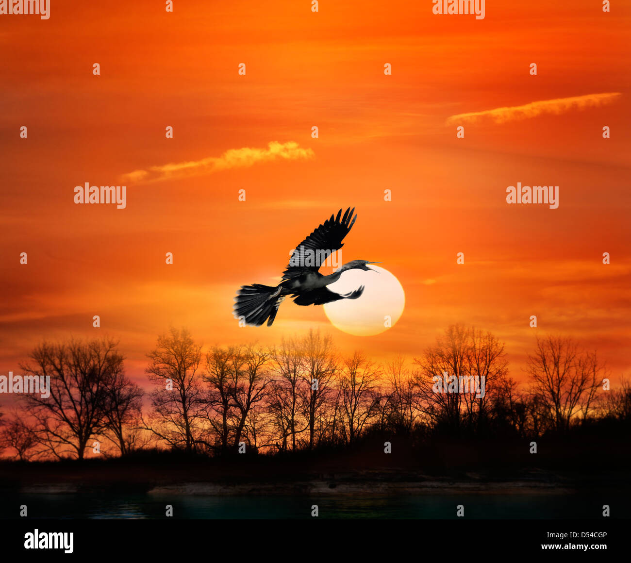 Flying Bird At Sunset Stock Photo - Alamy