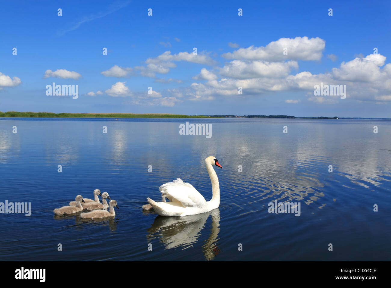Swan family, Hiddensee Island, Baltic sea, Mecklenburg-Vorpommern ...