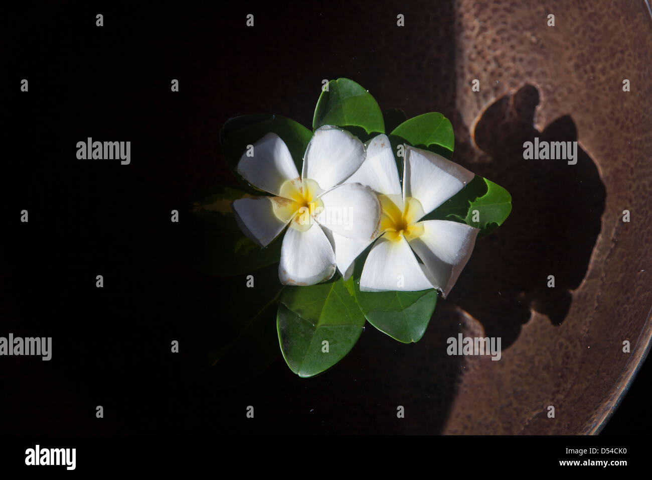 Floating tree hi-res stock photography and images - Alamy