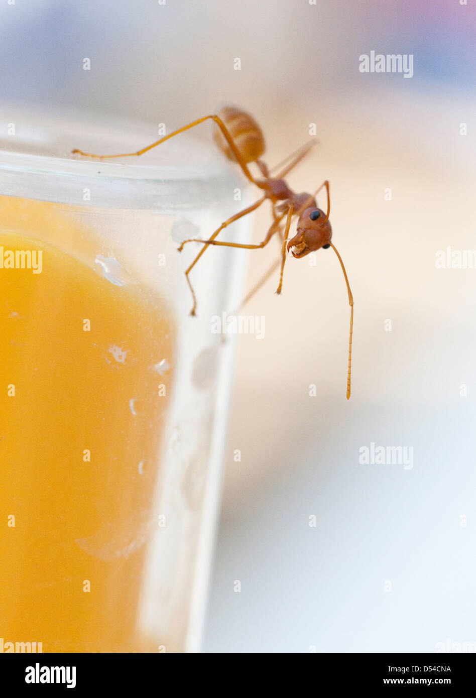 Ko Lanta, Thailand, an ant sitting on a bottle of sunscreen Stock Photo ...