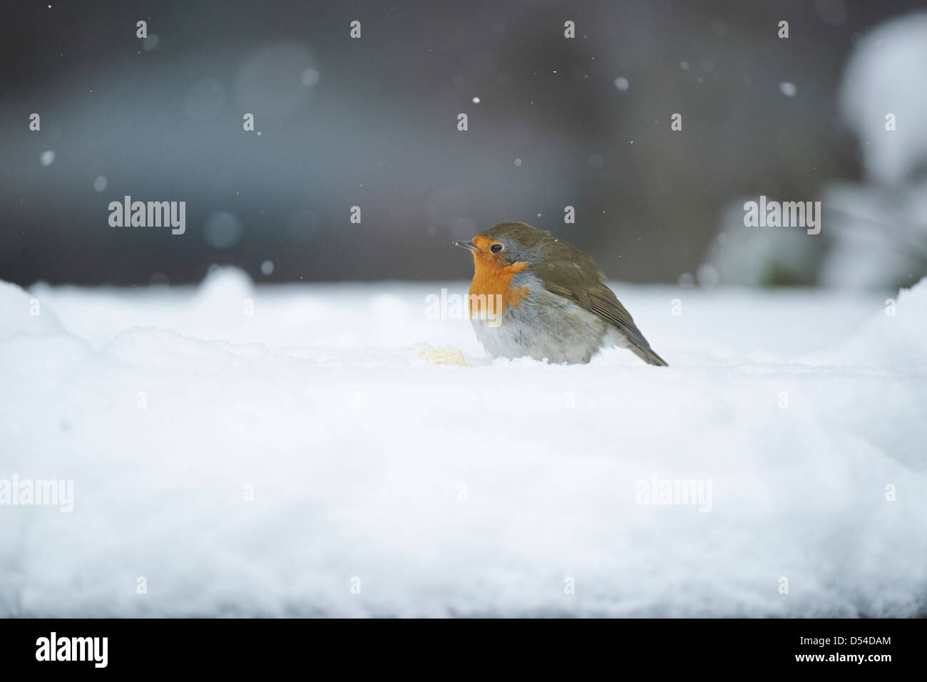 Robin in snow covered garden Stock Photo - Alamy