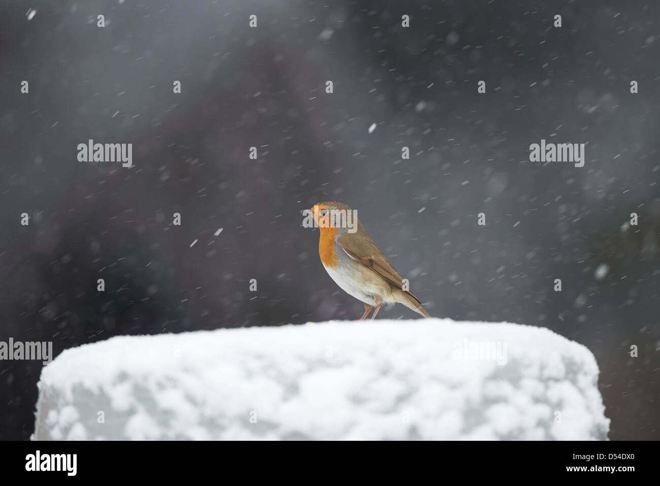 Robin in snow hi-res stock photography and images - Alamy