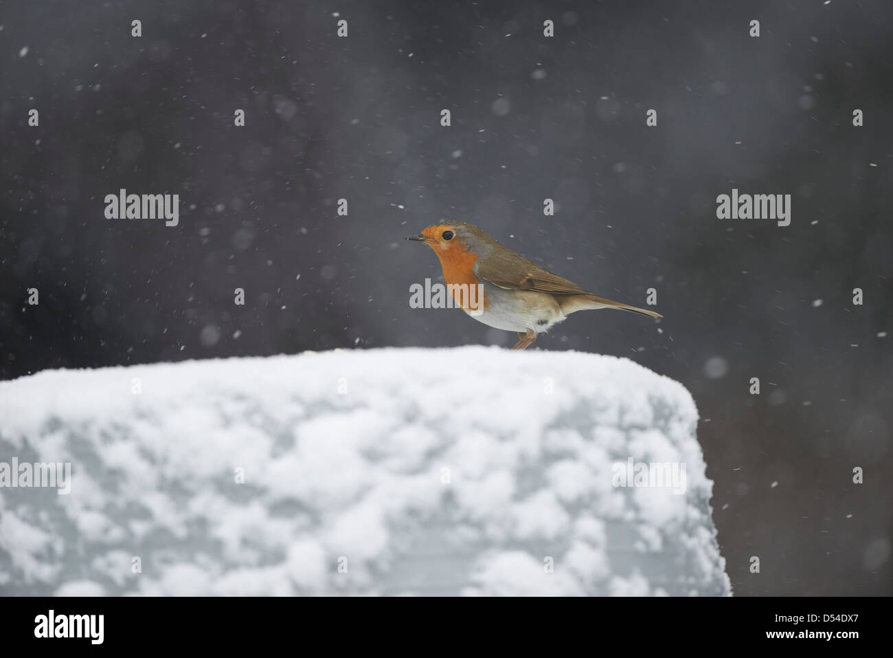 Robin in snow covered garden Stock Photo - Alamy