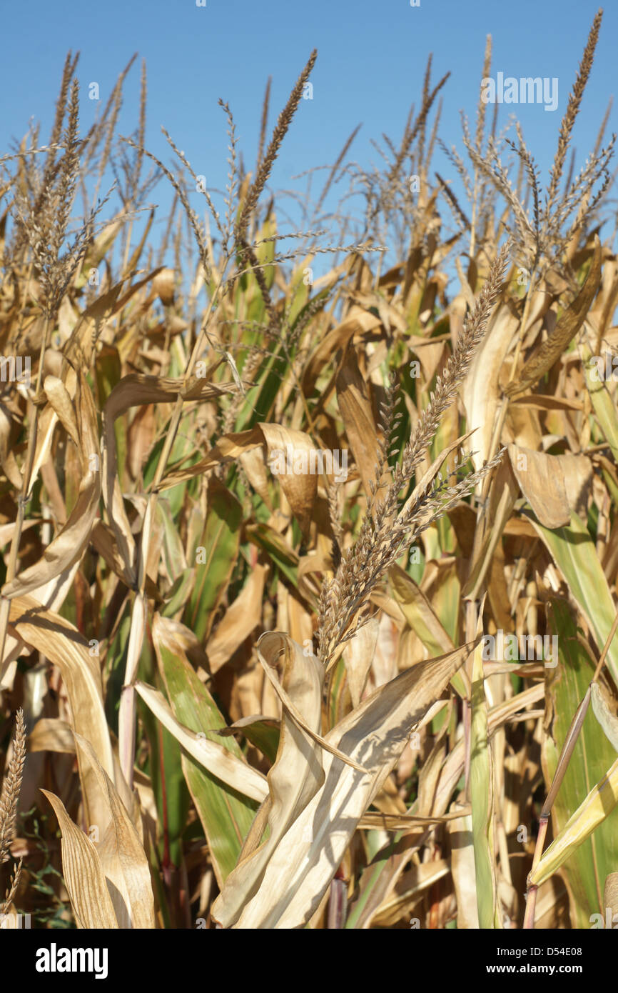 Drought maize hi-res stock photography and images - Alamy