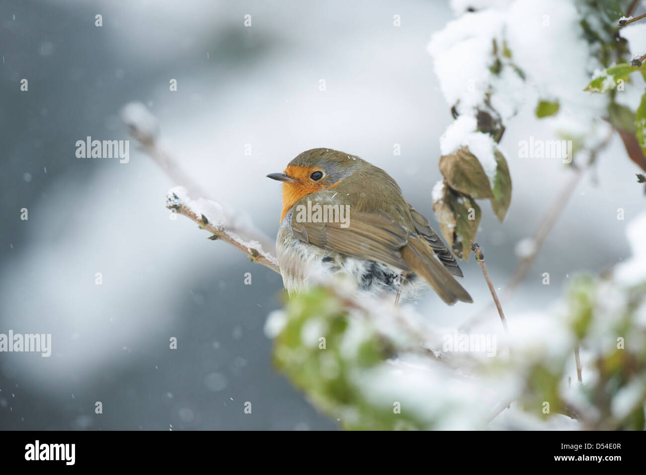 Robin in snow covered garden Stock Photo - Alamy