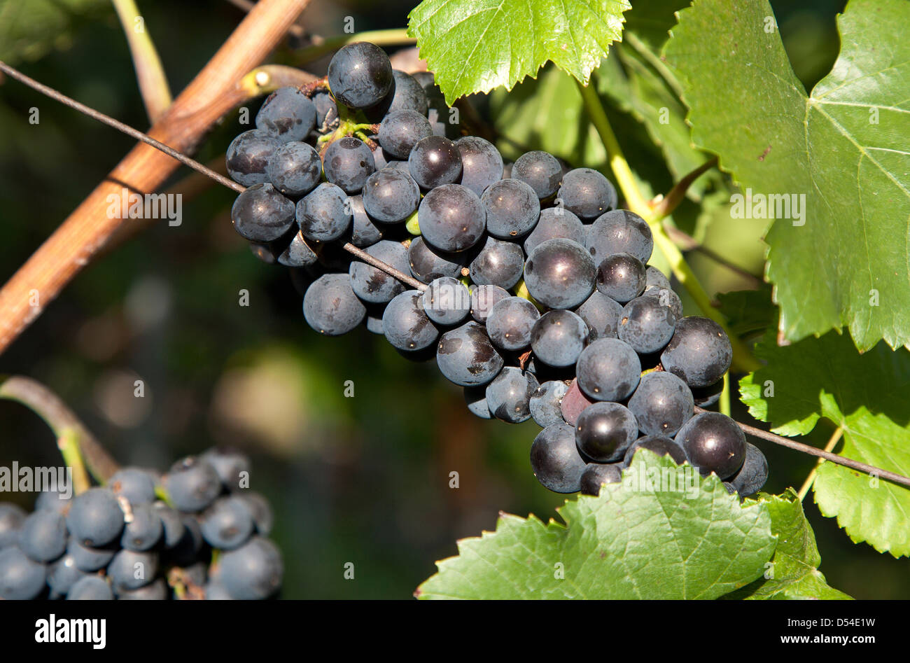Bacharach, Germany, ripe grapes on a vine Stock Photo - Alamy