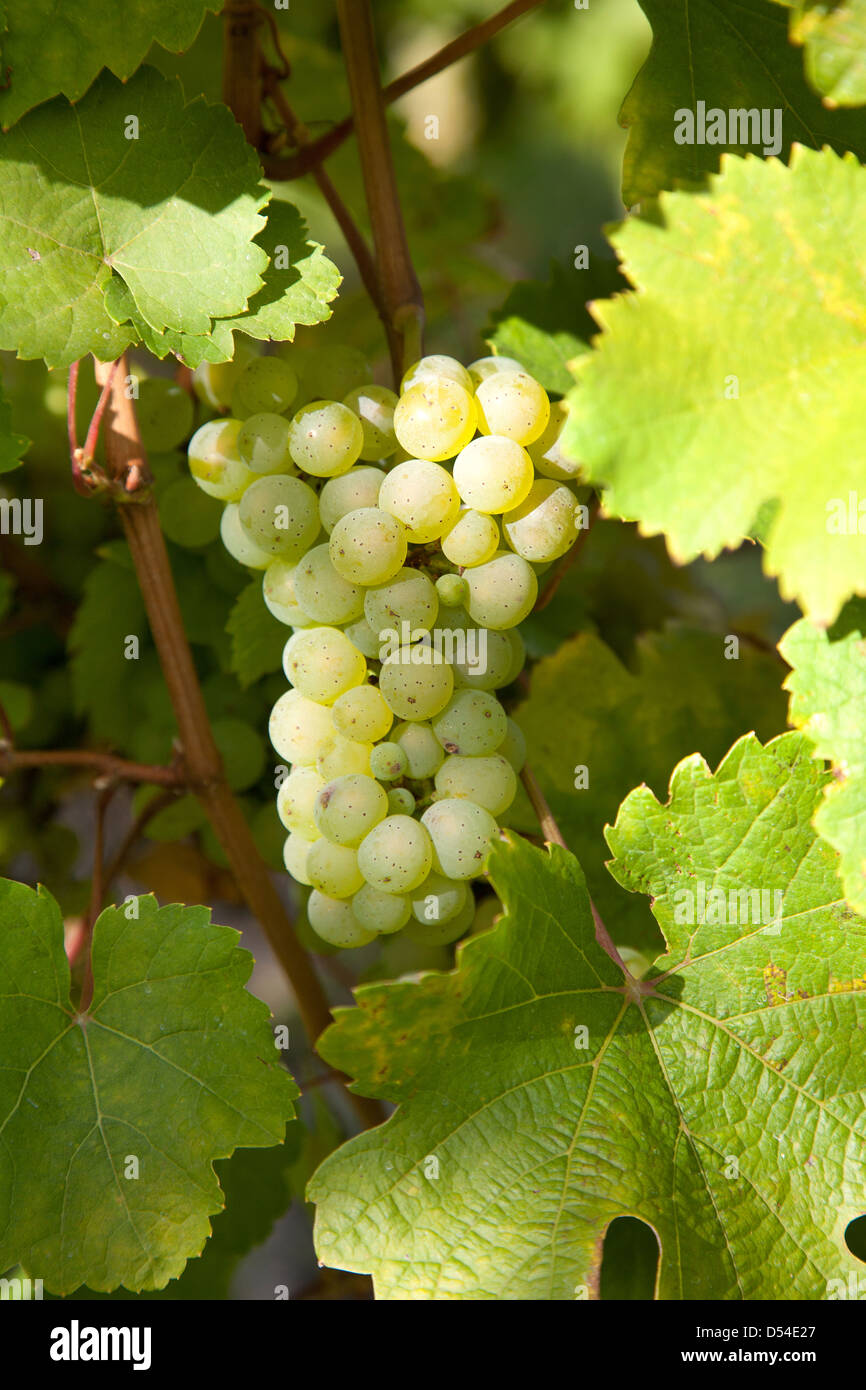 Vintage german wine making hi-res stock photography and images - Alamy