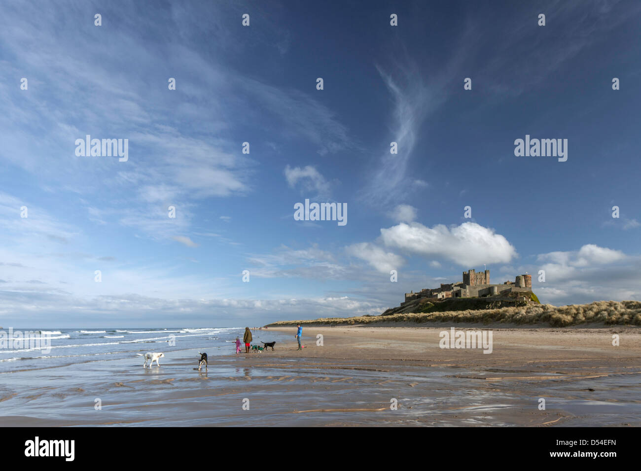 Walking the dogs on Bamburgh beach and Bamburgh Castle, Northumberland ...