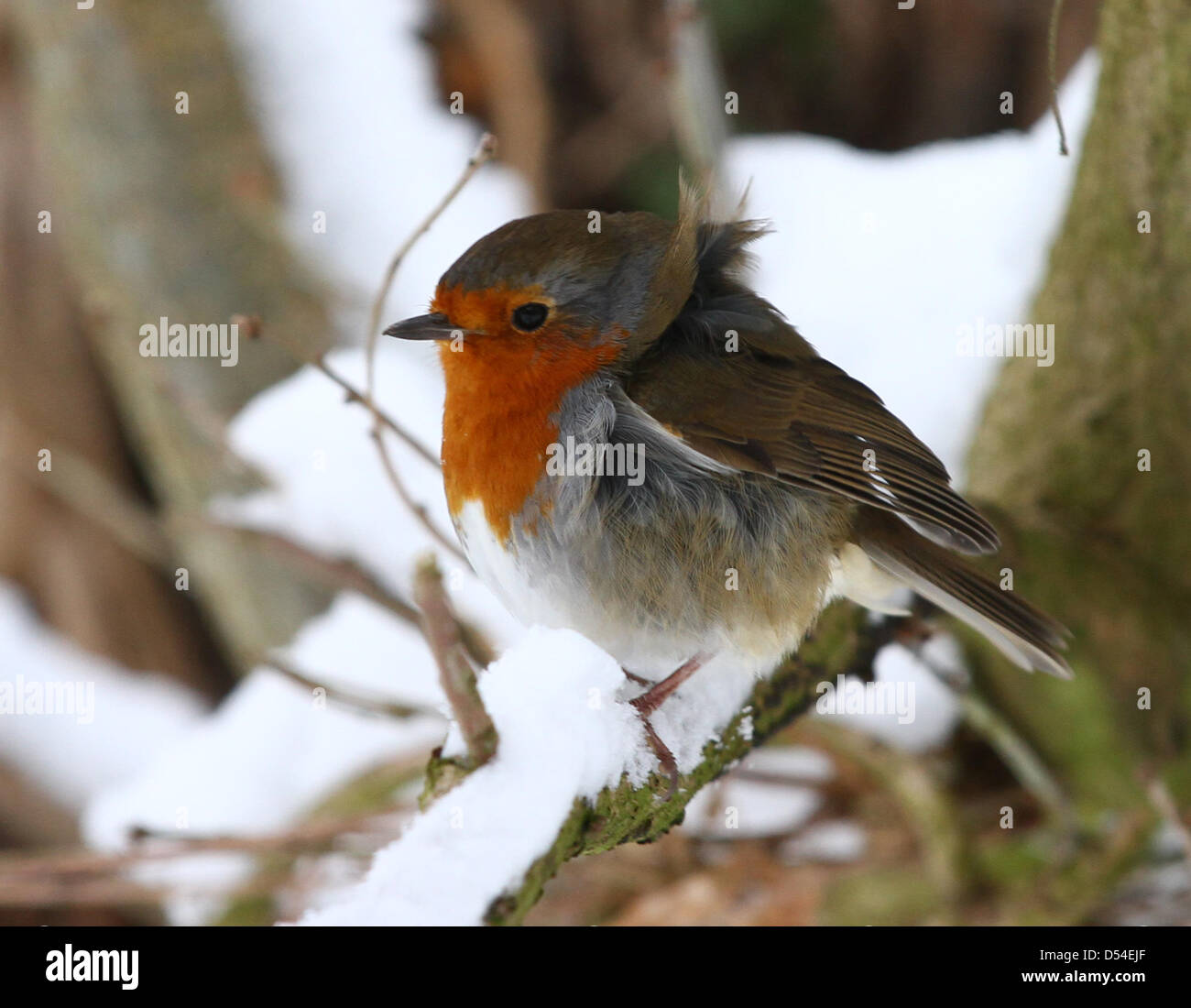 Robin marriott hi-res stock photography and images - Alamy