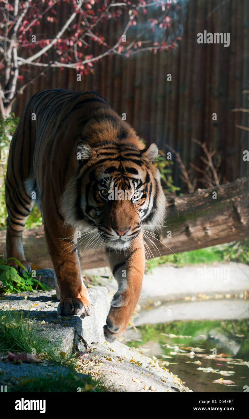 Beautiful tiger walking Stock Photo - Alamy