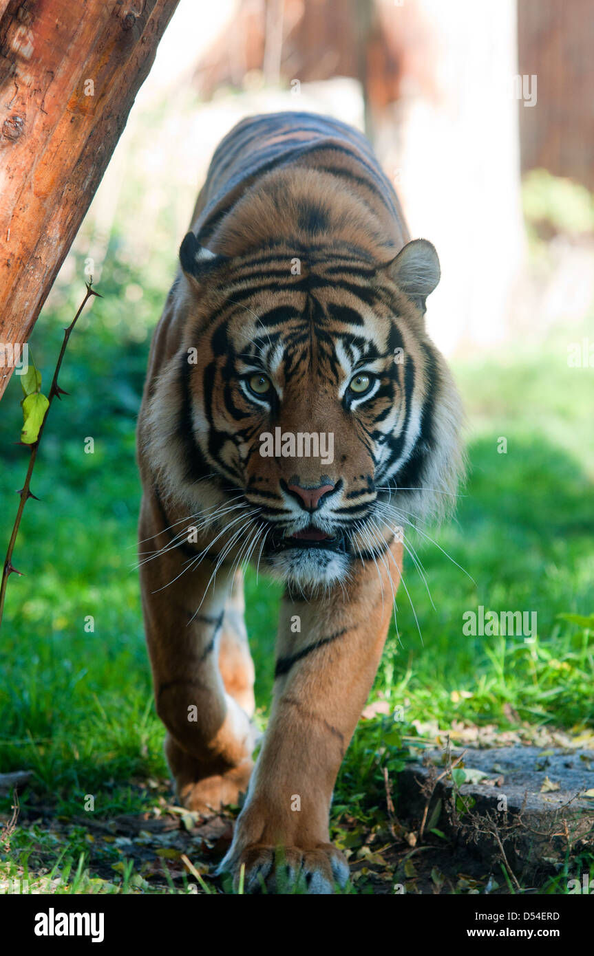 Beautiful tiger walking Stock Photo - Alamy