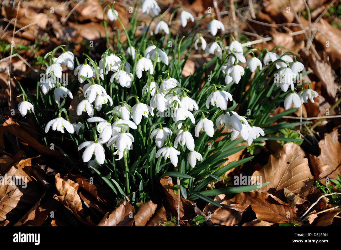 Snowdrop flowers close up hi-res stock photography and images - Alamy