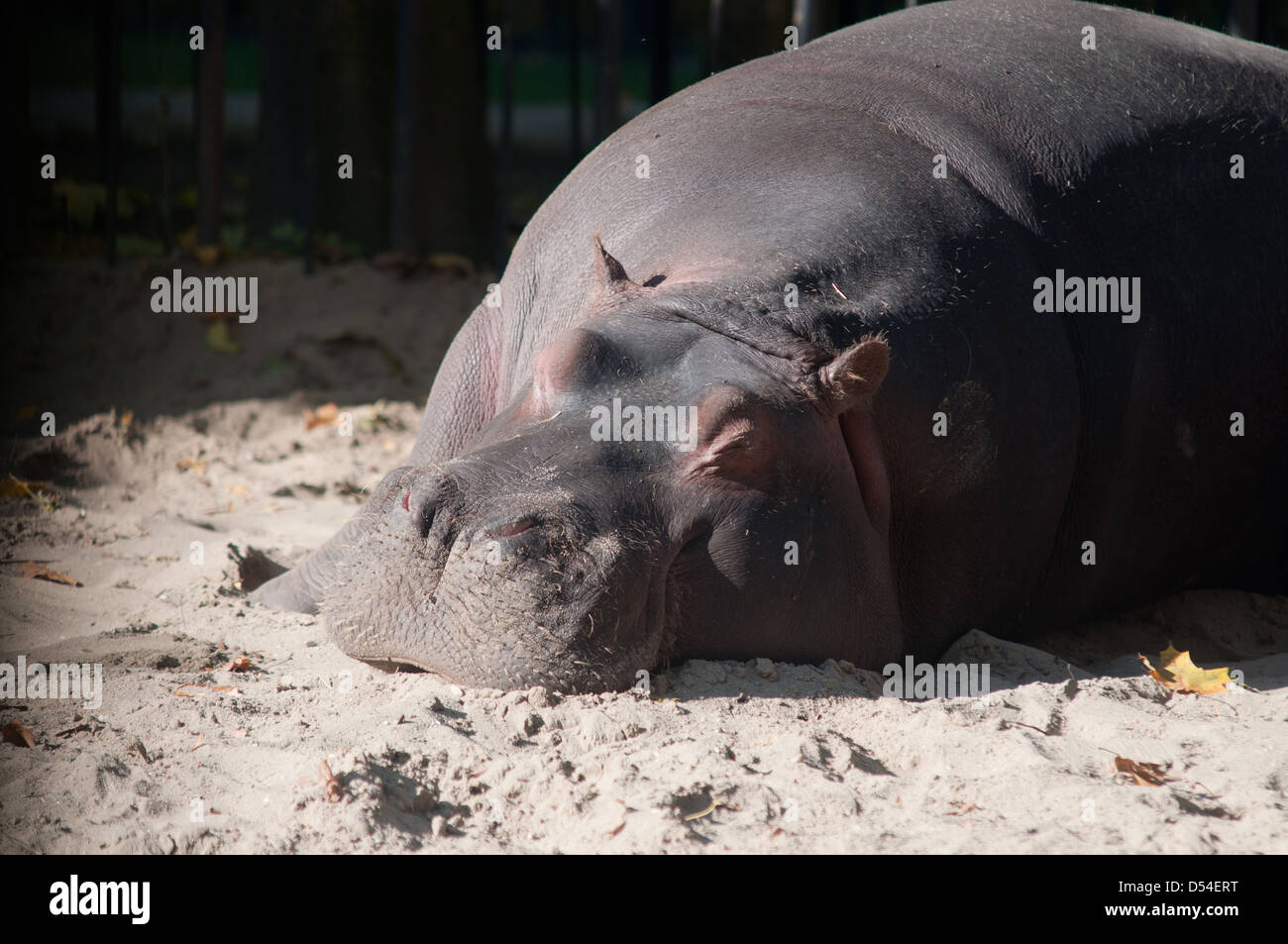 A hippo sleeping at the zoo Stock Photo - Alamy
