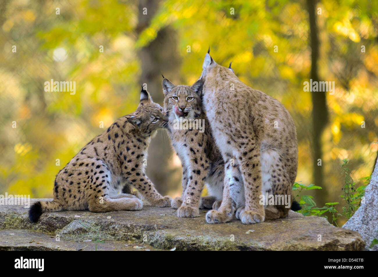 An adult female lynx with cubs Stock Photo - Alamy