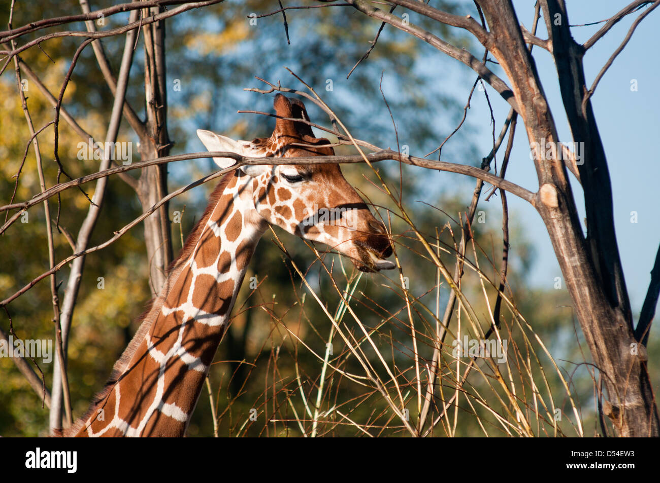 Giraffe eating leaves from a tree Stock Photo - Alamy